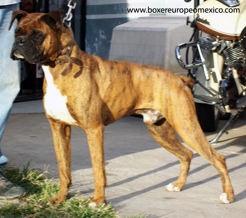 BOXER EUROPEO MEXICO: Mis Perros Boxer