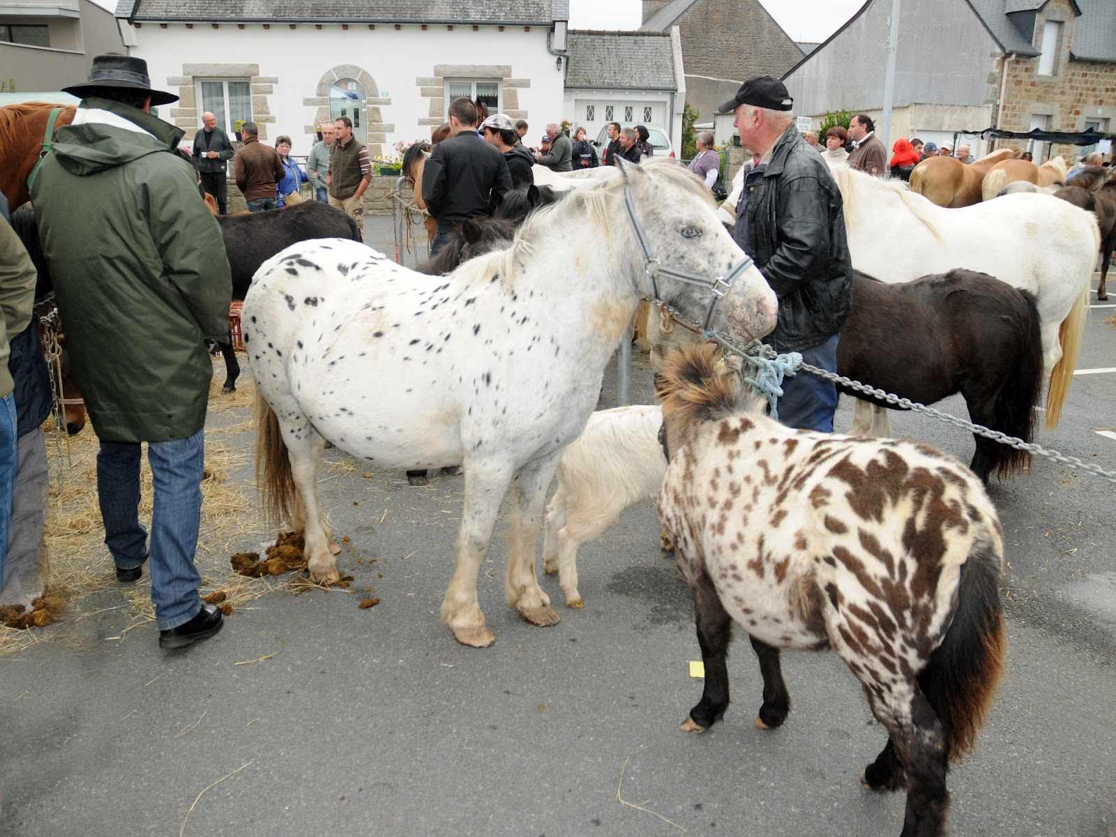 les Verdier du 44: Panard ou cagneux?