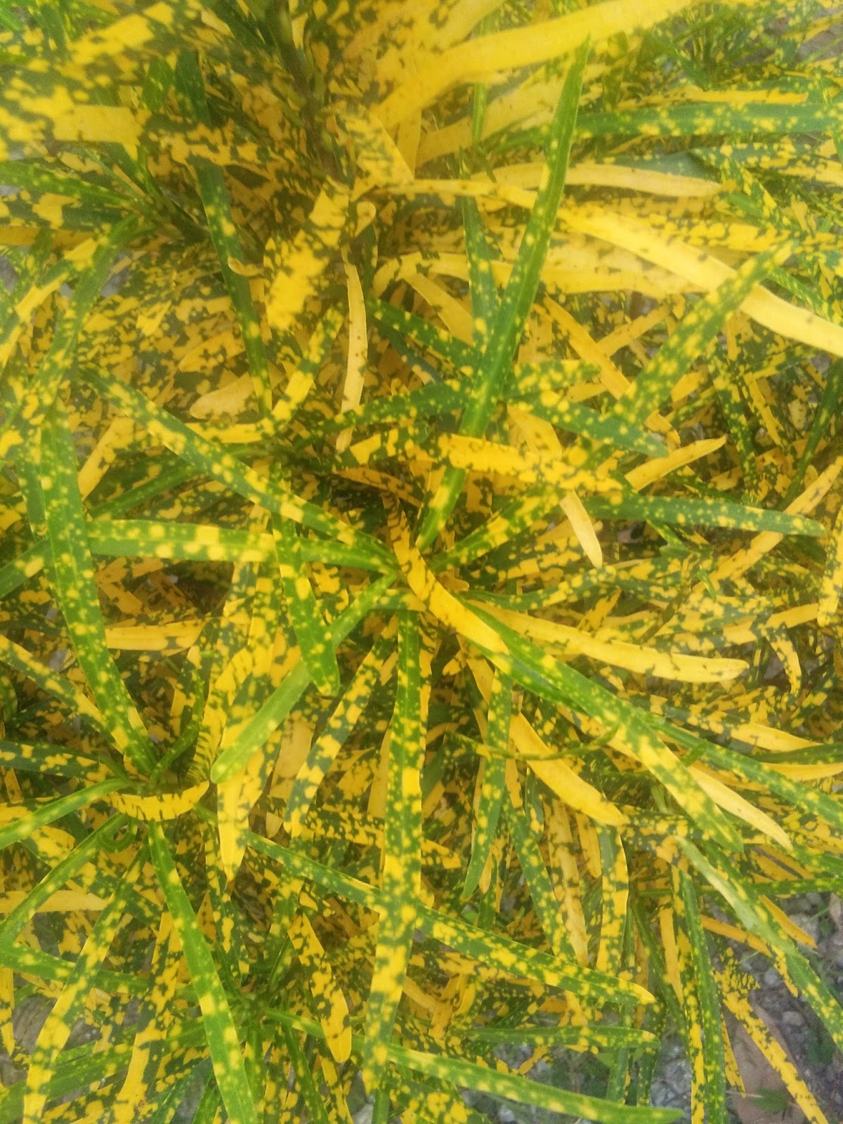 D' Qasih: unique leaf pattern ....... like a natural art ...