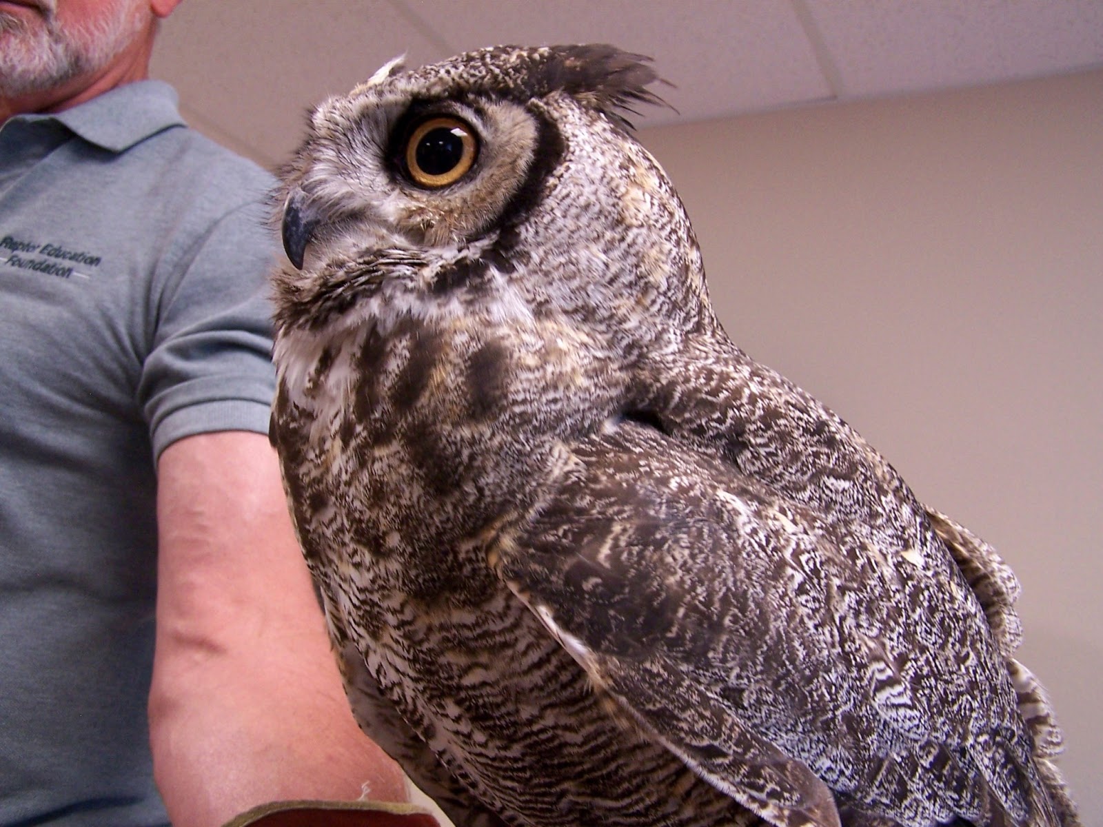 The Natural World: 23-Fact Tuesday: Prairie Falcon, Red-Tailed Hawk ...