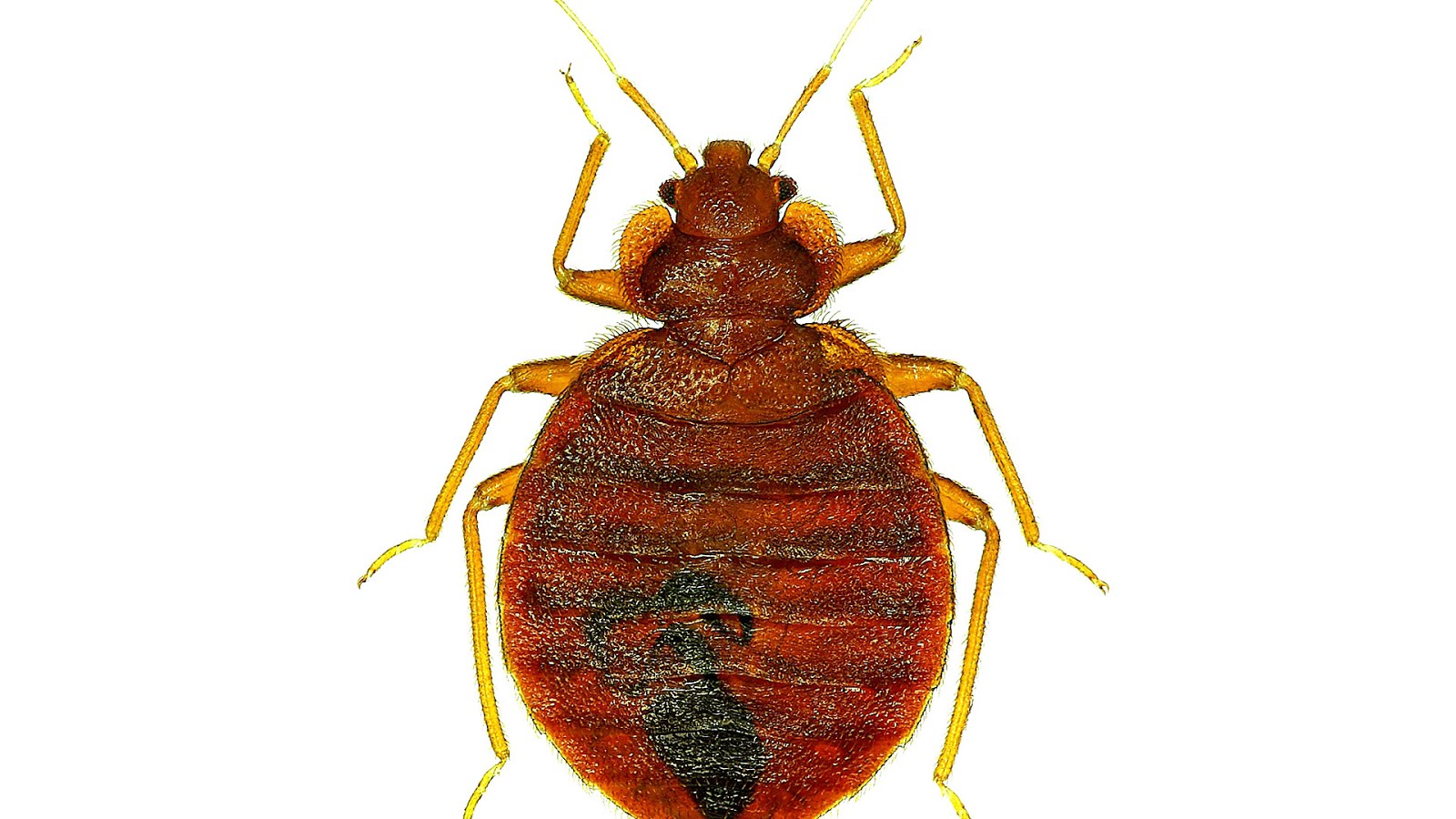 Box Elder Bugs Oregon - Box Choices