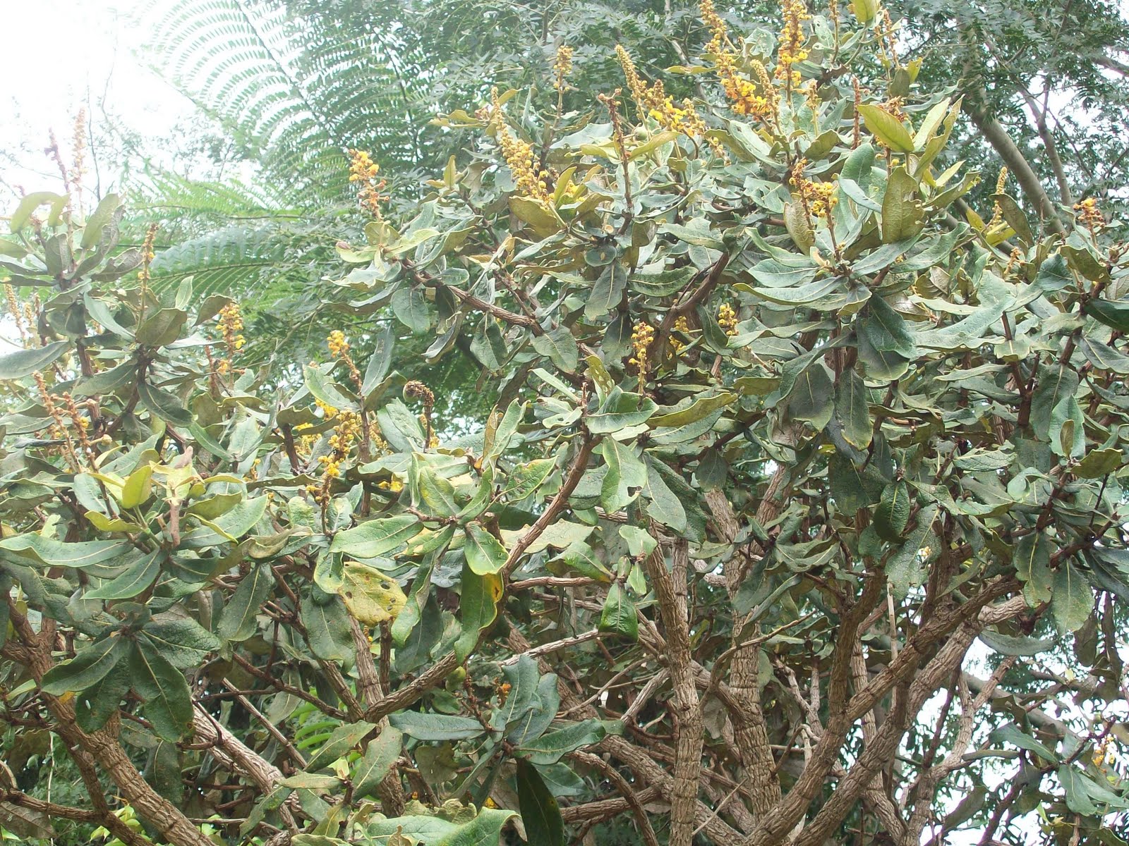 ZOOFLORA CERRADO: Flora de um fragmento de Cerrado na Universidade de ...
