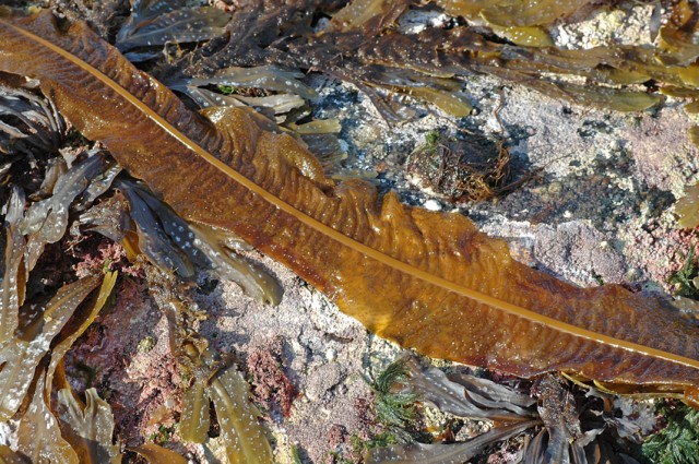 Lene sin!: Leikepadlesesongstart!