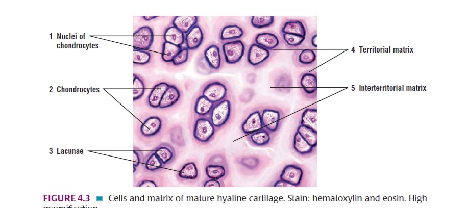 Histologi:Jaringan Tulang dan Kartilago | BlogK Putih