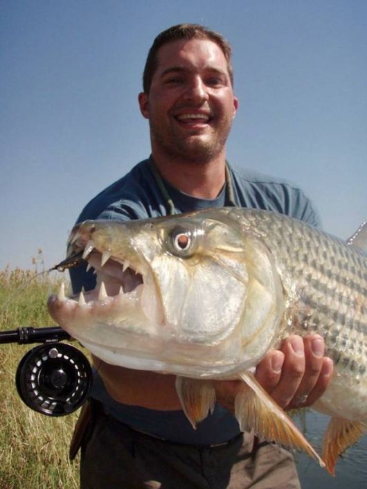 Haiwan: Ikan Goliath Tiger