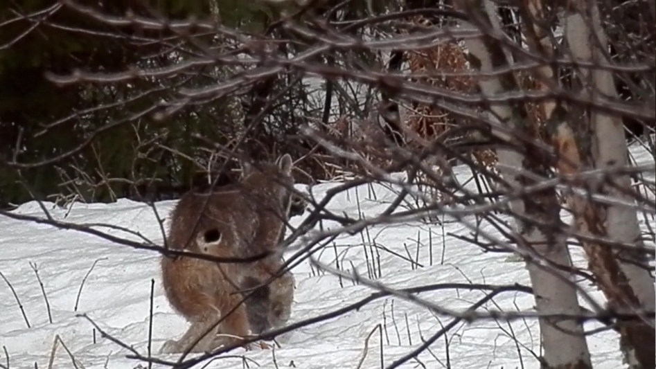 Bow Narrows Camp Blog on Red Lake Ontario: Canada lynx catches snowshoe ...