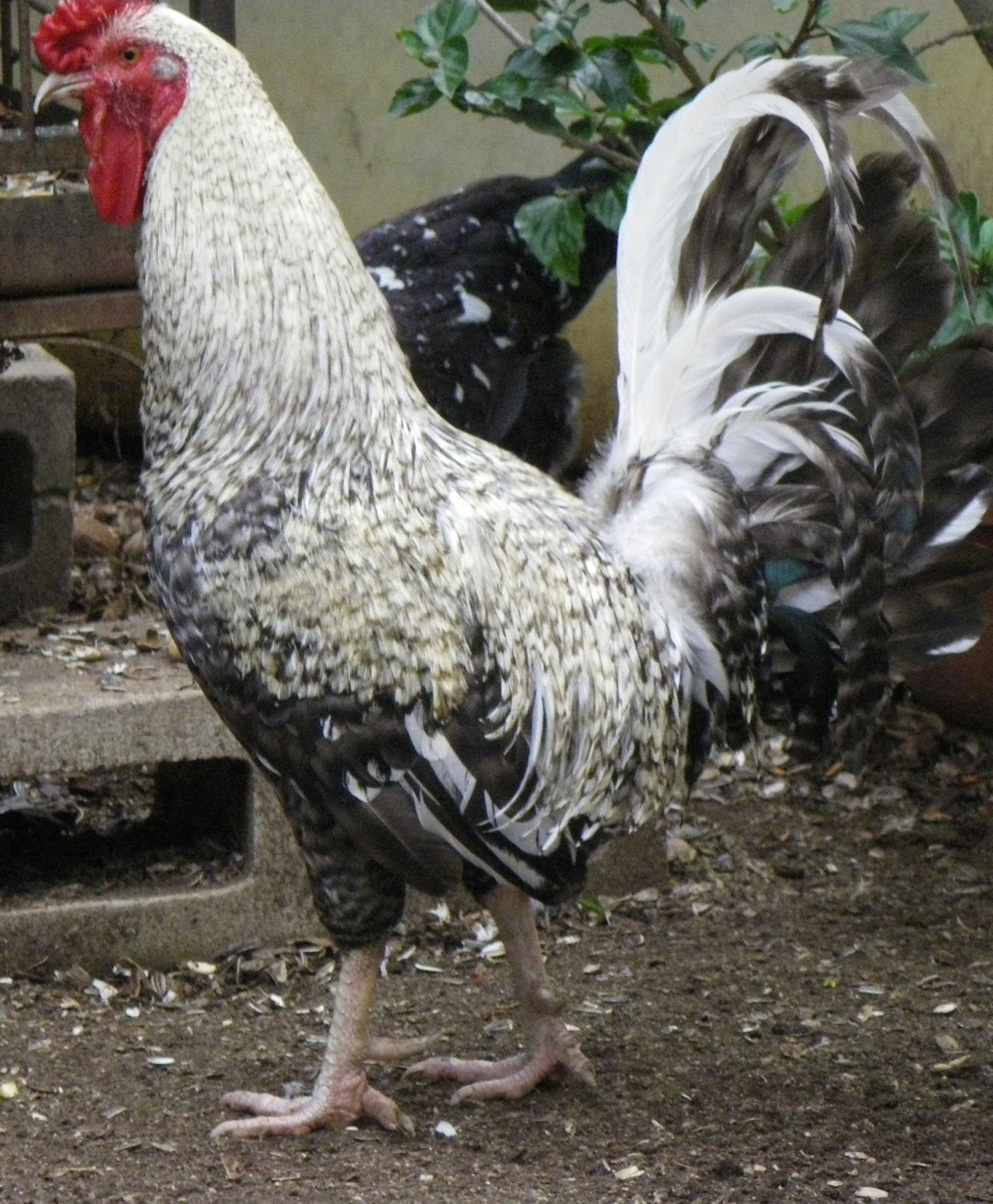 Annie's Current Paintings