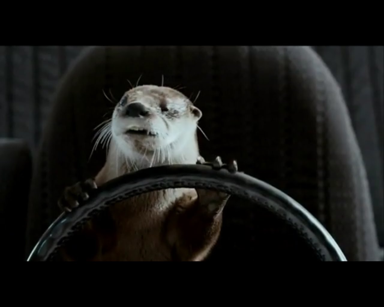 Don In Real Life: Animals Driving Cars: A Chronological Pictorial, Part 2