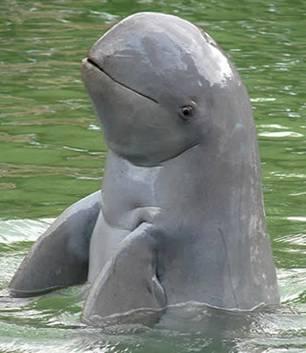 Delfín Irrawaddy ~ Animales en Peligro de Extinción