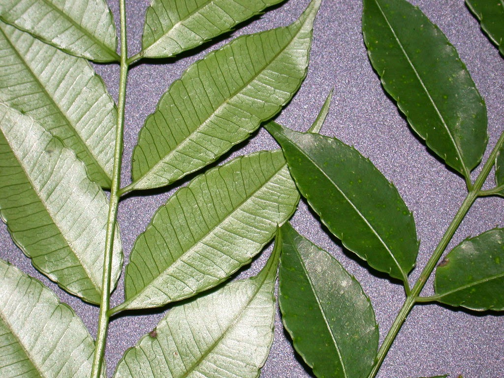 Susunan Tulang Daun (Nervatio/Venatio) ~ MUNAWI INSIDE