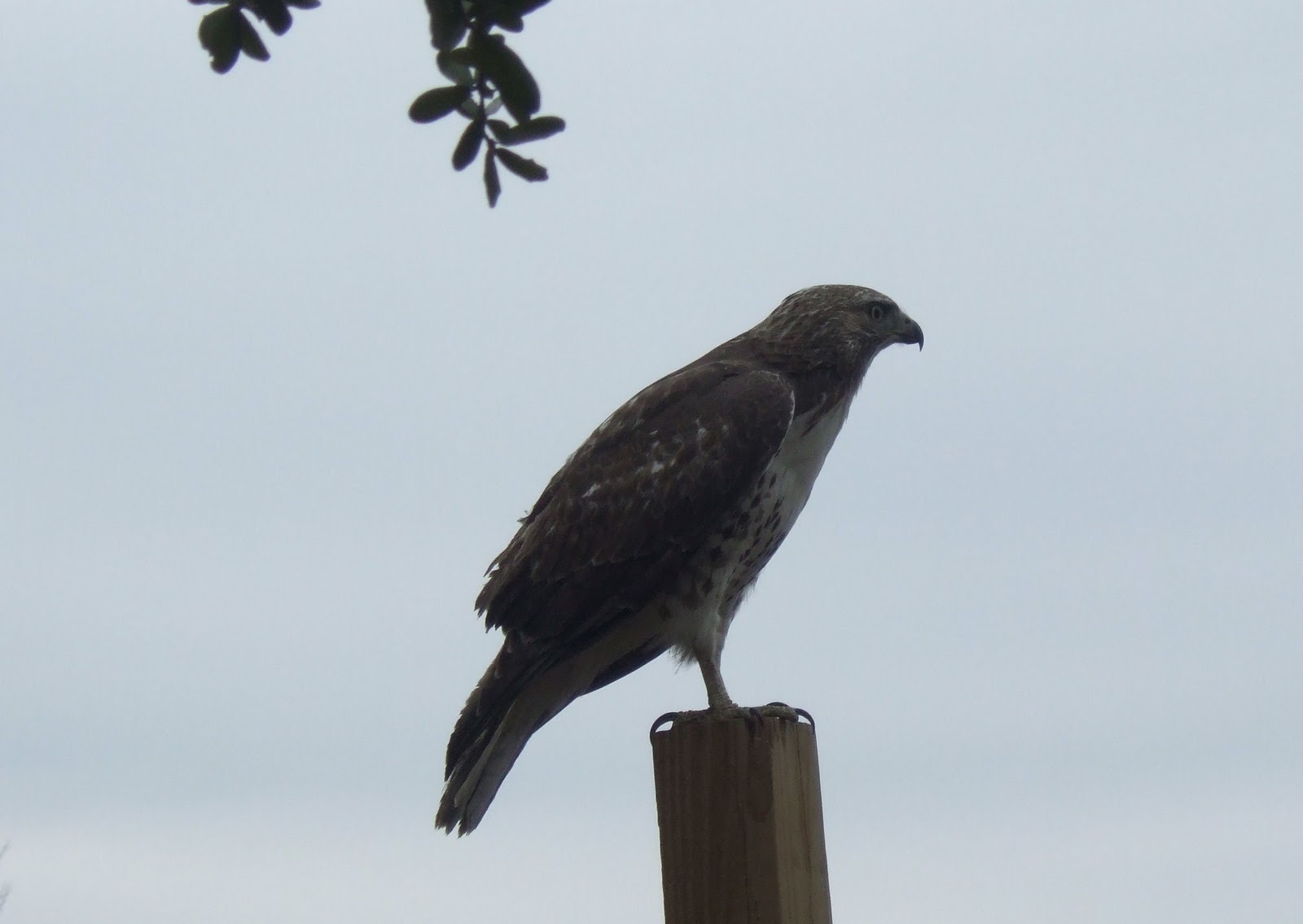 In Small Gardens: Hawk vs. Chickens