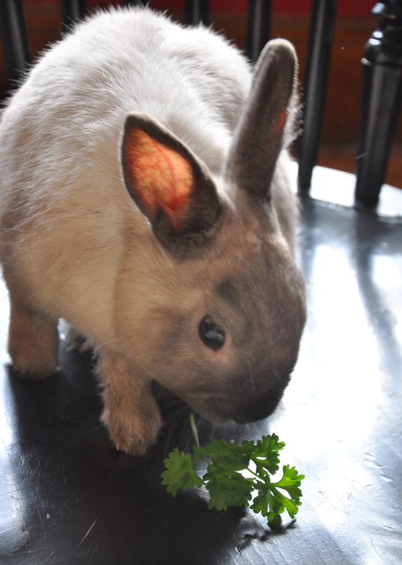 Three Dogs in a Garden: Our Odd Couple: Piper & Honey the Rabbit