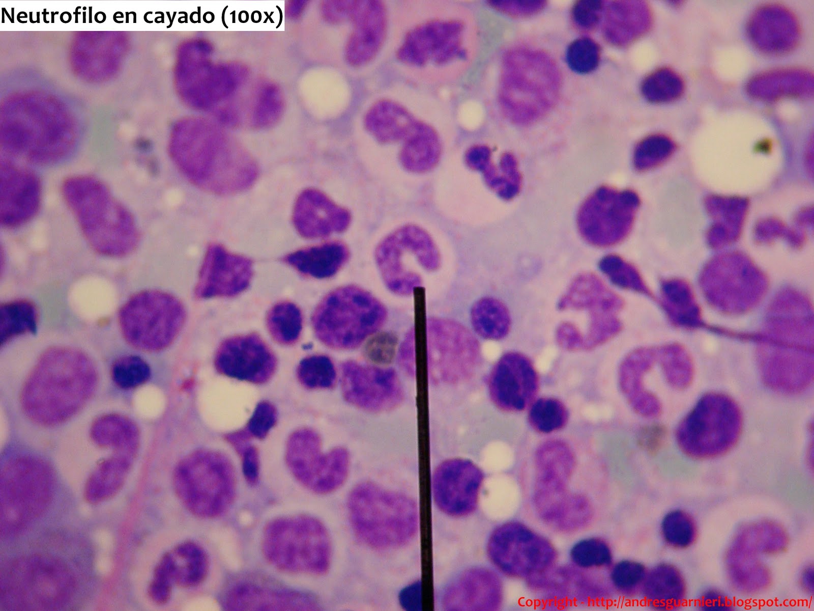 Medicina - Histología Humana / Medicine - Human Histology: Histologia ...