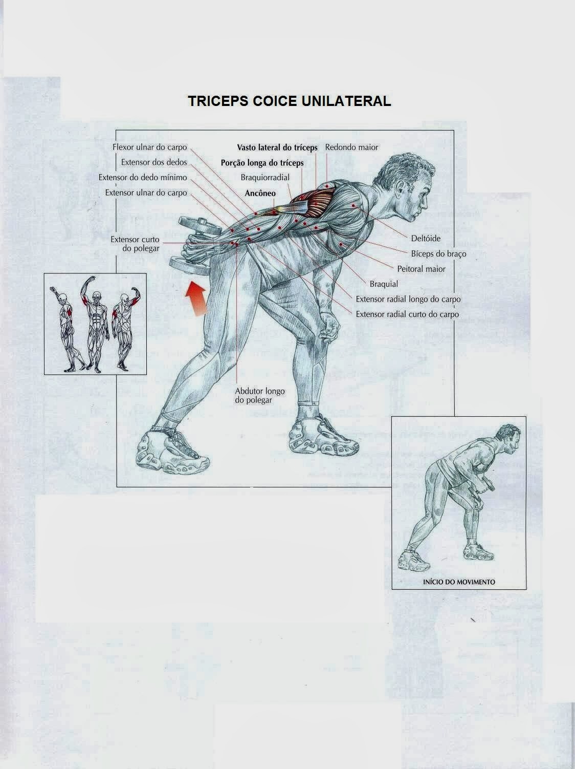 Jeff Trainning: GRUPOS MUSCULARES TRICEPS
