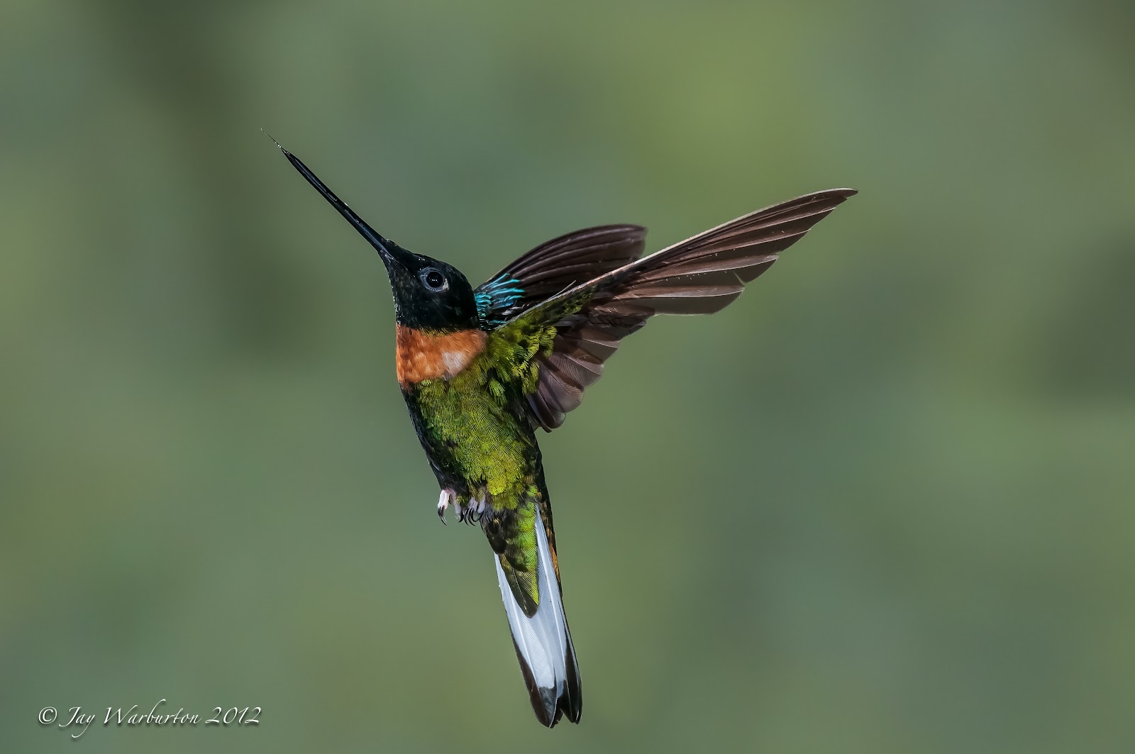 Collard+Inca+Hummingbird+Jay+Warburton+Peru.JPG (1600×1063) | Nature ...