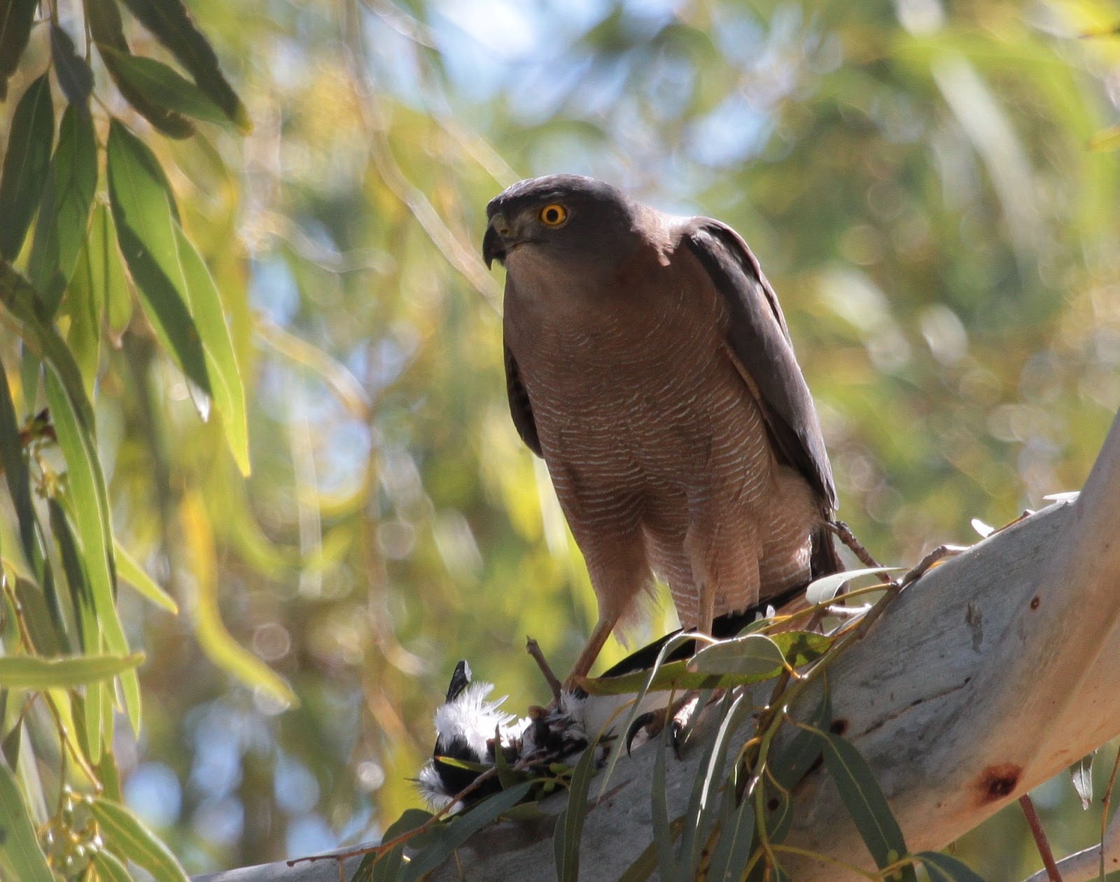 Richard Waring's Birds of Australia: Birds of Prey photos from Alice ...