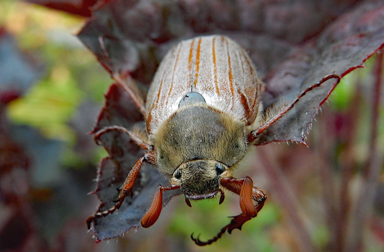 Jozef van der Heijden - Natuurfotografie: De meimaand is de tijd voor ...