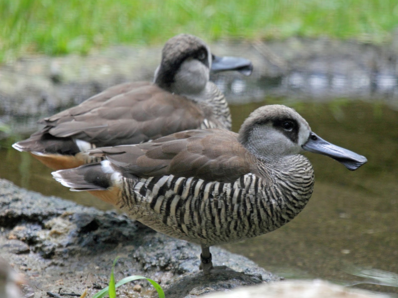 Aves: EL PATO PACHÓN