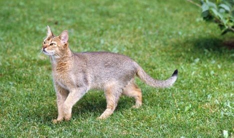 animal species: WILD CAT
