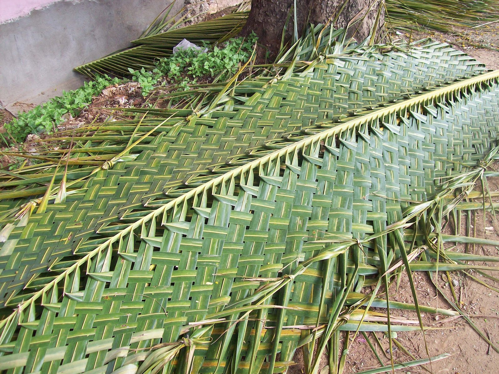 Gardentropics Coconut The Multi faceted Tree Gardentropics Coconut The Multi faceted Tree