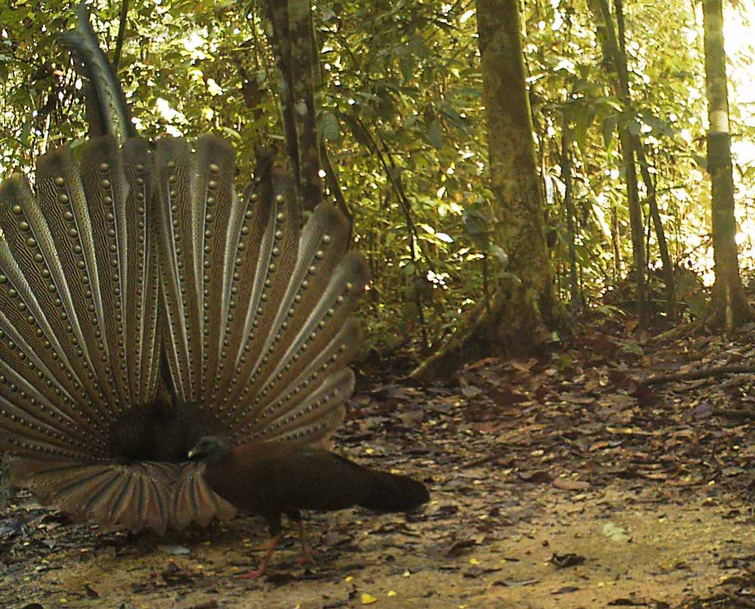 Friends Forest and Nature: Mengenal Kuau Raja