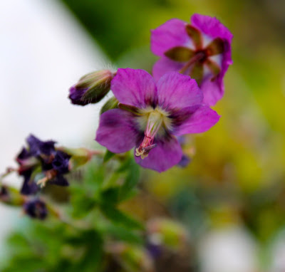 Florez Nursery: Geranium x monacense 'Muldoon'