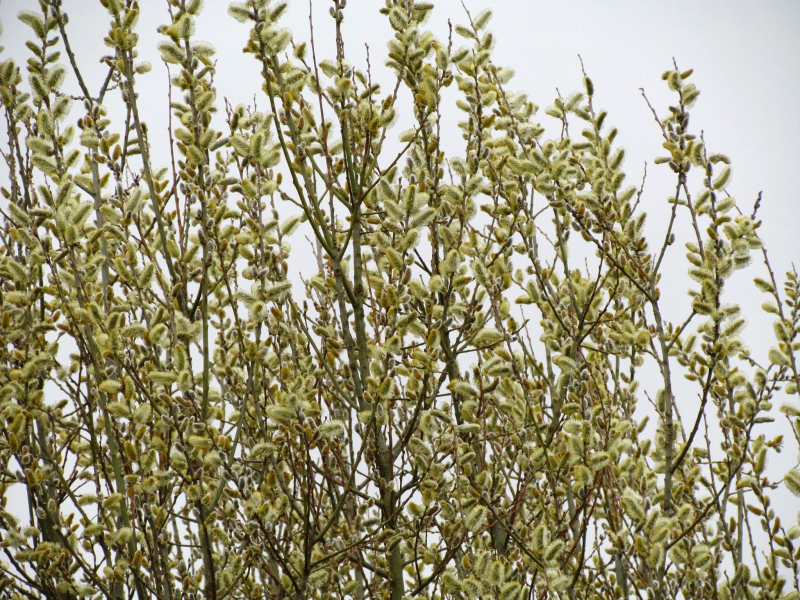 Scene Through My Eyes: More Signs of Spring