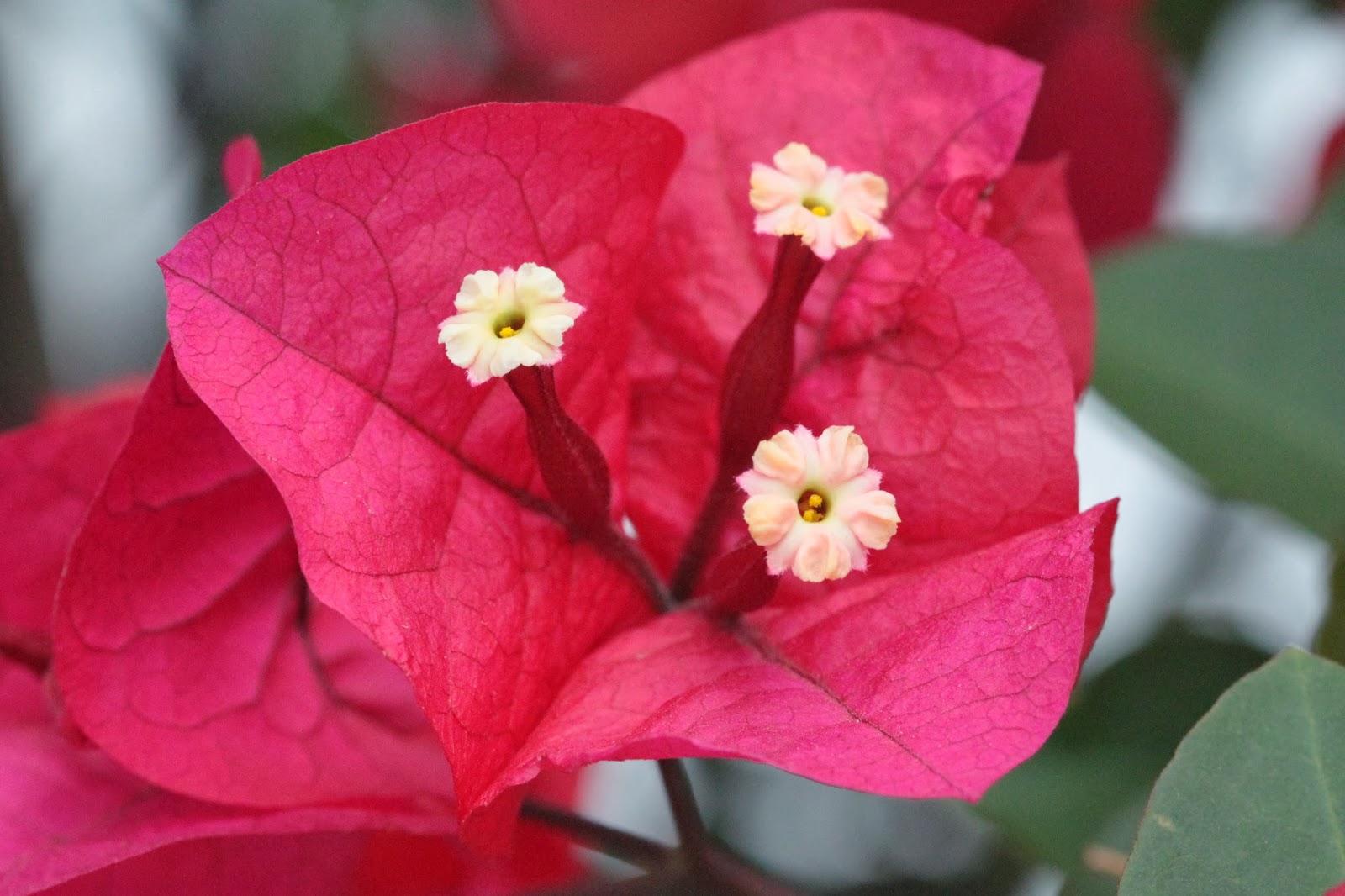 BOUGAINVILLEA SPECTABILIS. buganvilla.