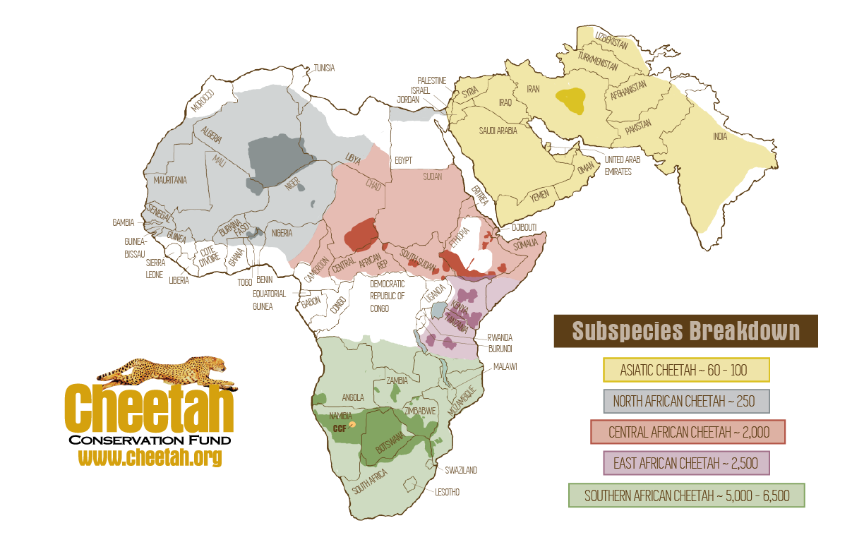 The Precarious State of Cheetahs: Unraveling the Genetic Bottleneck ...