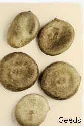 Kaduru/Goda kaduru/Strychnos nux-vomica | Herbal plants Sri Lanka