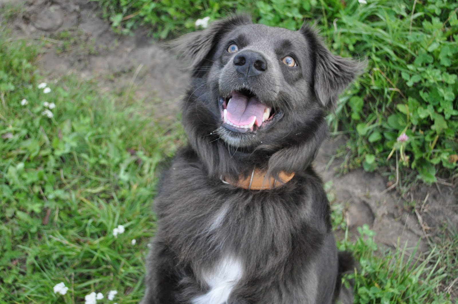 Iron-niesamowity pies : Recenzja obroży Puppy Riot