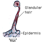 JARINGAN TUMBUHAN ~ Natural Science