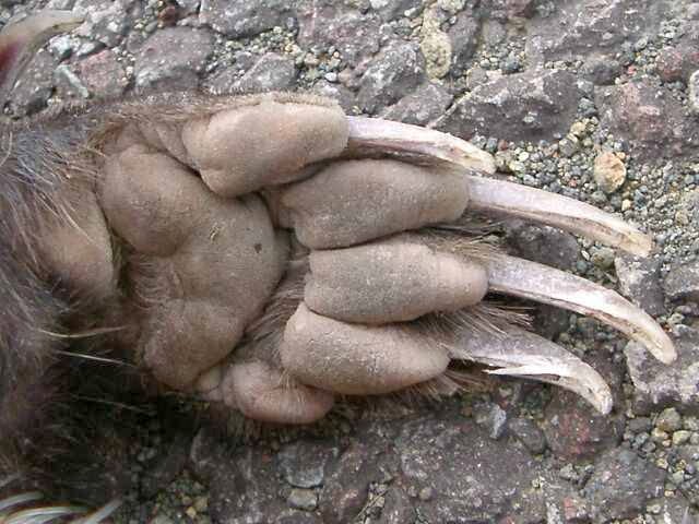 veterinary online: Wolf, all about wolves 2014 part 2 - veterinary online