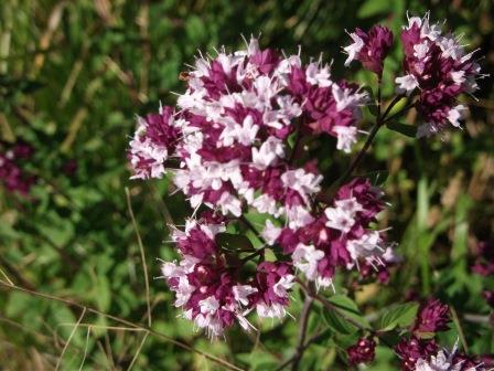 L'Origan - Nature et complicités