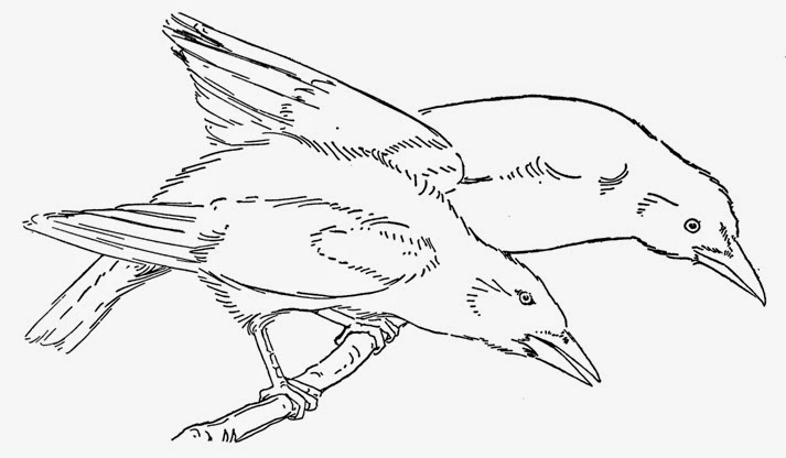 Piešiniai ir darbeliai: Spalvinimo paveikslėlis- Varnėnai