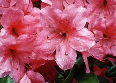 EvimCicek: Açelya ( Azalea)