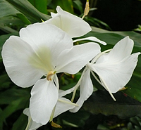 Studio Floral Dora Santoro: Flores Cubanas