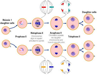 Proses Pembelahan Sel (Amitosis, Mitosis, & Meiosis) - SIAP UJIAN