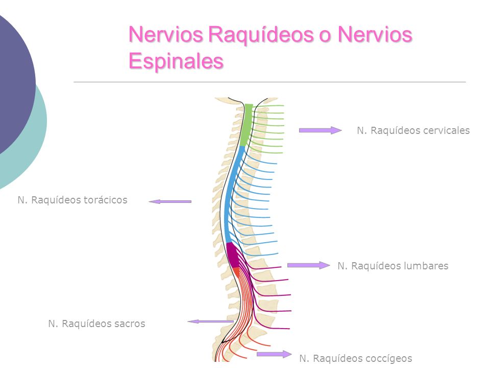 vesaliusanos anatomicos