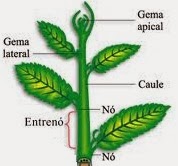 BIOLOGIA: Partes e Tipos de Caule