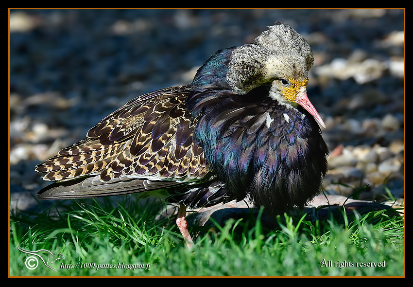 WILDLIFE GATEWAY: Chevalier combattant ou Combattant varié au bain