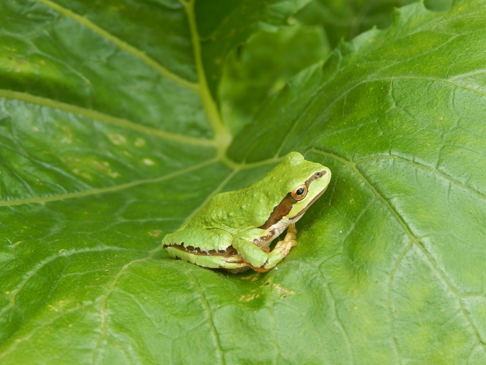 Powell River Books Blog: Coastal BC Reptiles: Pacific Chorus Frog