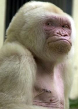 BLOGOCIOLOGICO: GORILAS: LOS GRANDES SIMIOS EN "PELIGRO DE EXTINCIÓN"