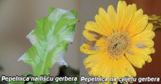 cvece za baste | dvoriste | sobe : gerber | gerberi | uzgoj