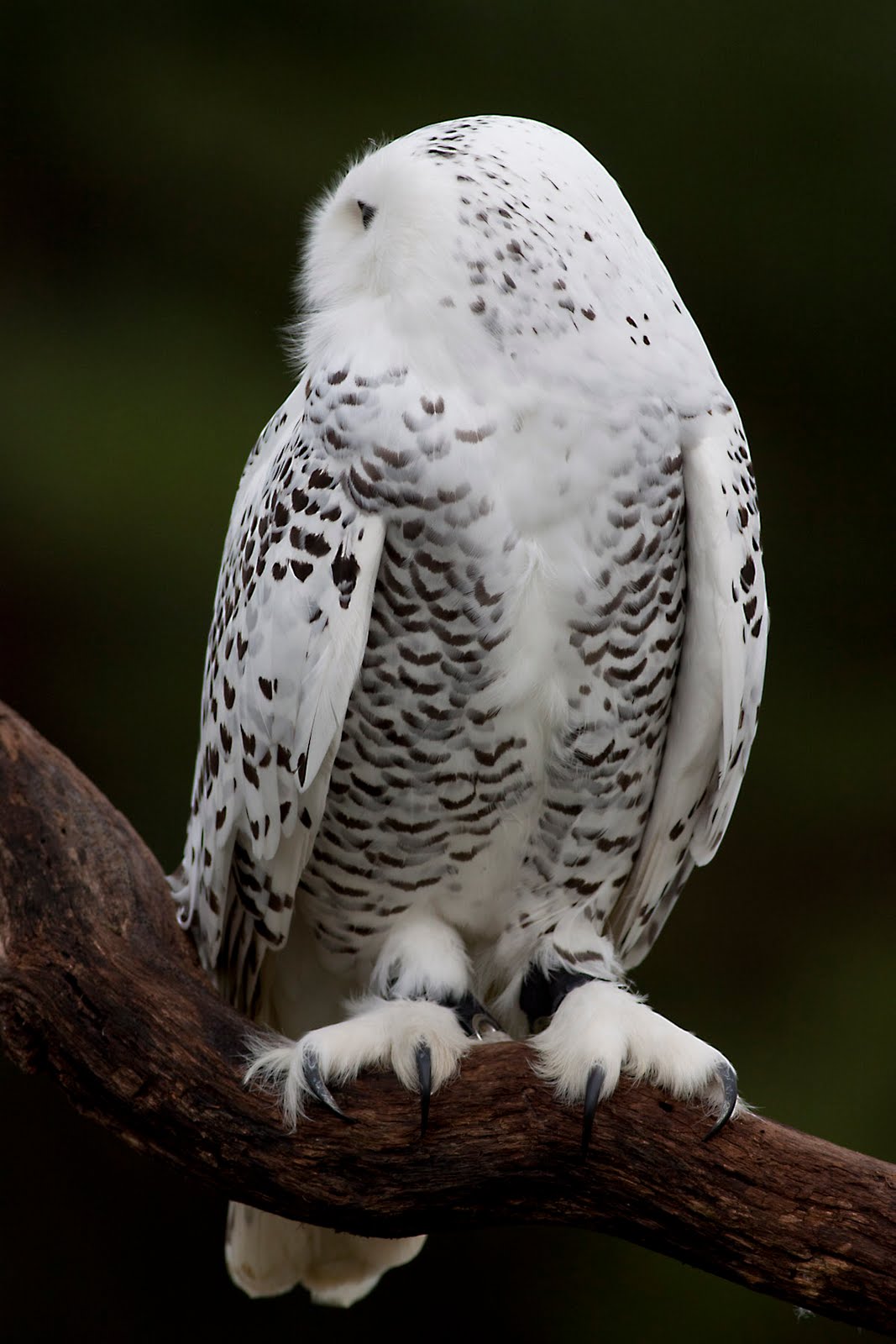 Ann Brokelman Photography: Harris Hawk, Snowy Owl - Captive Birds Course