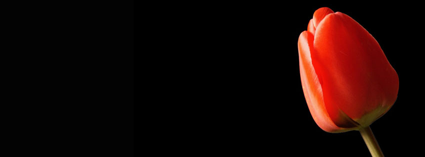 lovely pinky: Tulips Facebook Covers