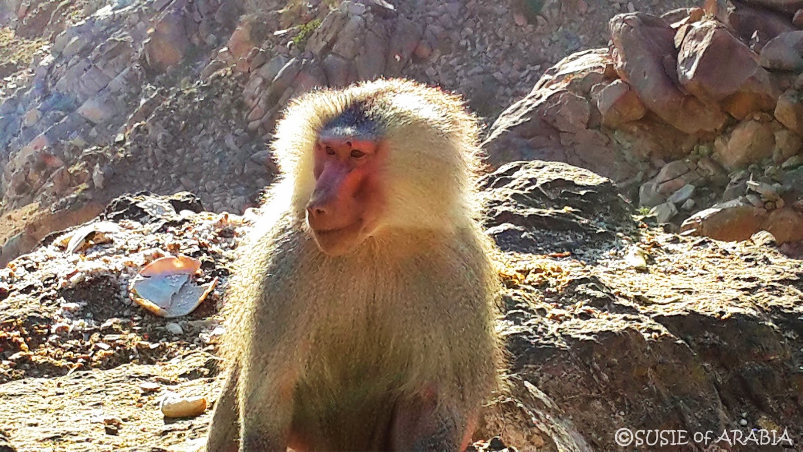 Jeddah Daily Photo: Saudi Arabia: Baboons of Taif