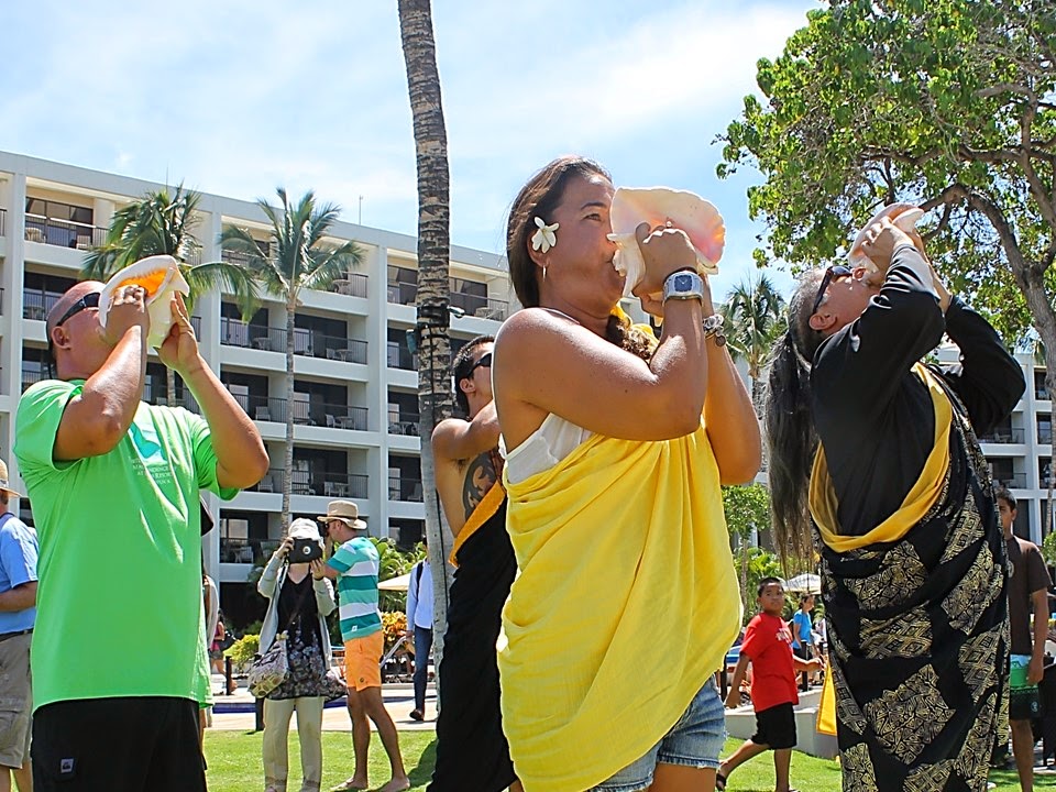 Grains of Sand: Turtle Independence Day+