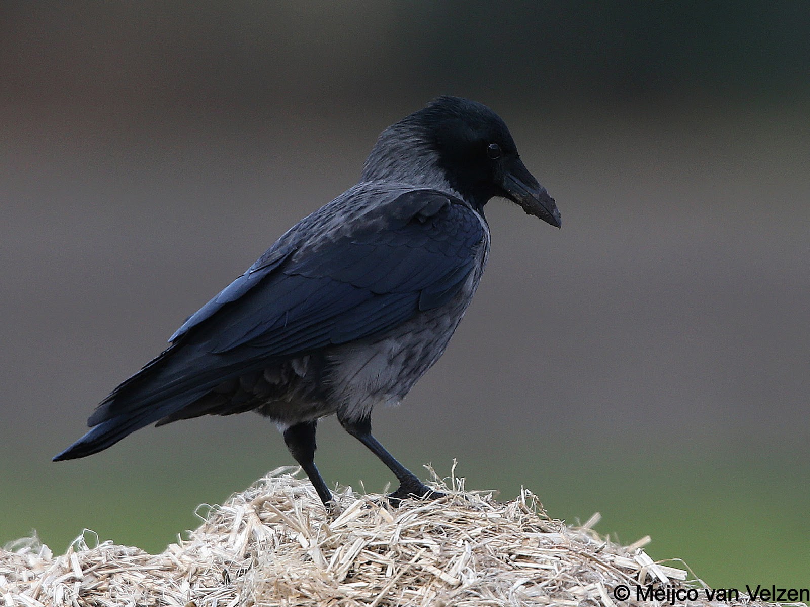 Meijco: De bonte kraai van Wedde