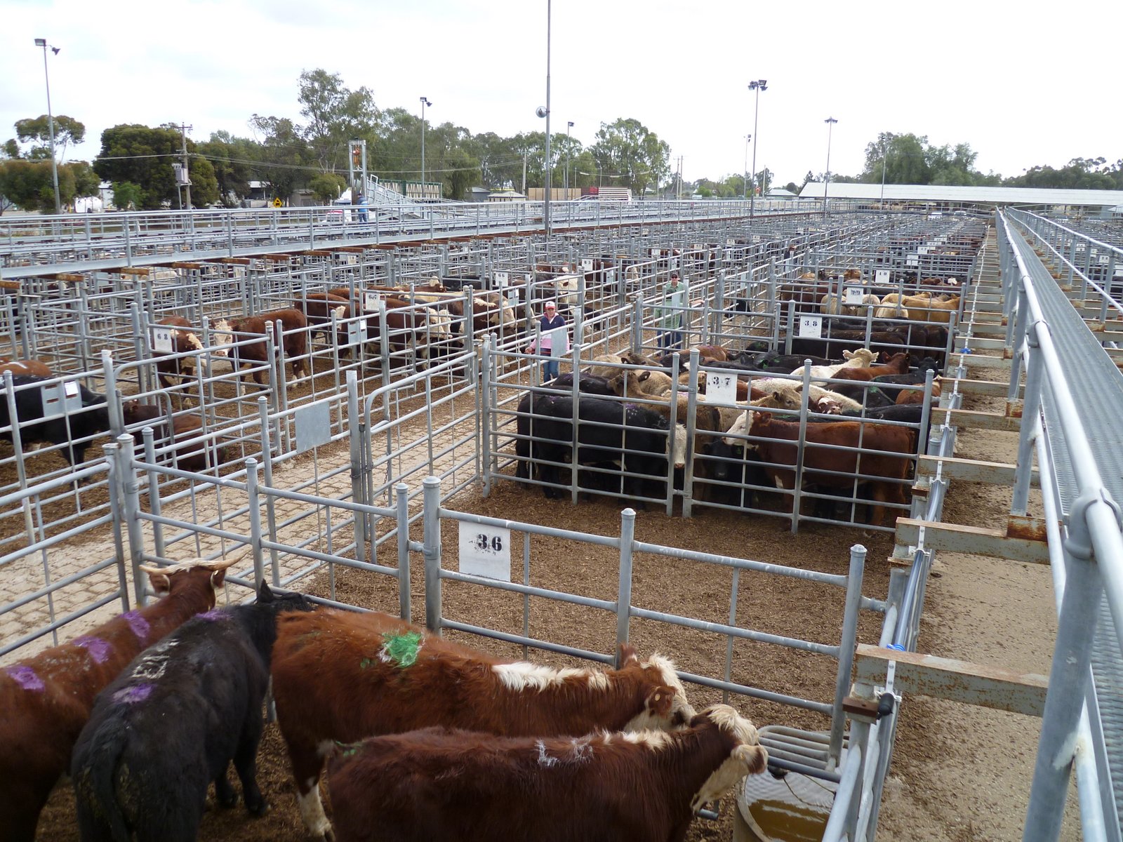 Witchwae on the Move: Swan Hill Cattle Saleyards